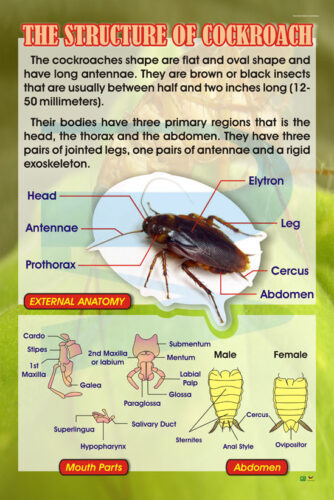 The Structure Of Cockroach - Progressive Scientific Sdn. Bhd.