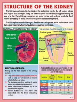 Structure Of The Kidney - Progressive Scientific Sdn. Bhd.