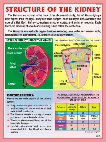 Structure Of The Kidney - Progressive Scientific Sdn. Bhd.