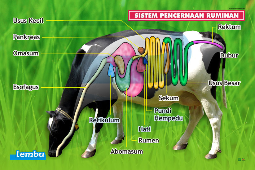 Sistem Pencernaan Ruminan (Lembu) - Progressive Scientific Sdn. Bhd.