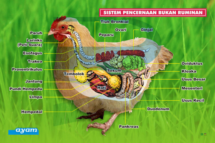 Sistem Pencernaan Bukan Ruminan (Ayam) - Progressive Scientific Sdn. Bhd.