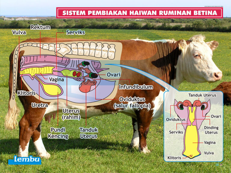 Sistem Pembiakan Haiwan Ruminan Betina (Lembu) - Progressive Scientific ...