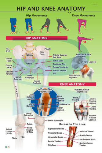 Hip And Knee Anatomy - Progressive Scientific Sdn. Bhd.