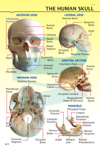 The Human Skull - Progressive Scientific Sdn. Bhd.