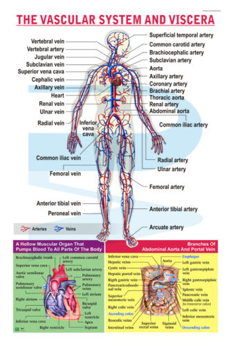 The Vascular System And Viscera - Progressive Scientific Sdn. Bhd.
