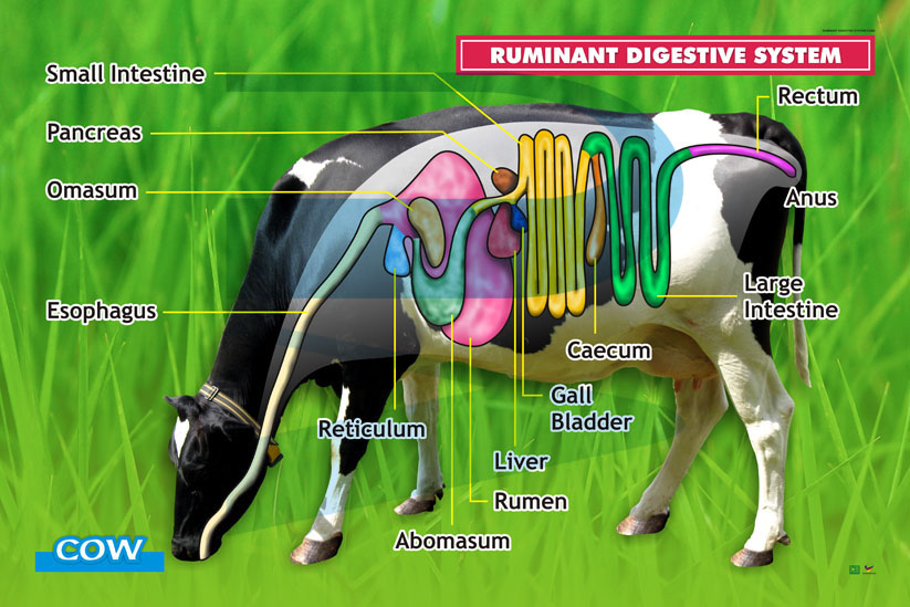 Ruminant Digestive System (Cow) - Progressive Scientific Sdn. Bhd.