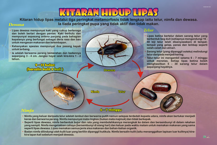 Kitaran Hidup Lipas - Progressive Scientific Sdn. Bhd.