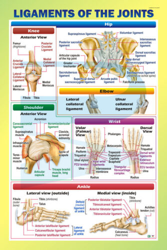 Ligaments Of The Joints - Progressive Scientific Sdn. Bhd.