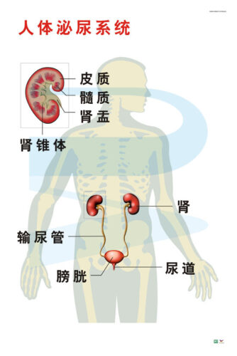 Human Urinary System (BC) - Progressive Scientific Sdn. Bhd.