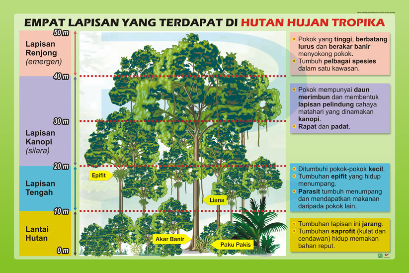 Empat Lapisan Yang Terdapat Di Hutan Hujan Tropika - Progressive ...